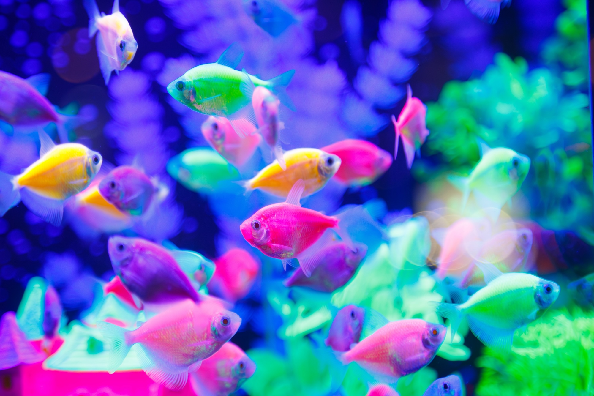 Aquatics & Exotics Lounge at Global Pet Expo | Fish & Reptile Products